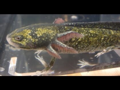 Axolotl Colors: Common & Rare Types of Axolotl Morphs