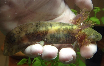Axolotl Colors: Common & Rare Types of Axolotl Morphs
