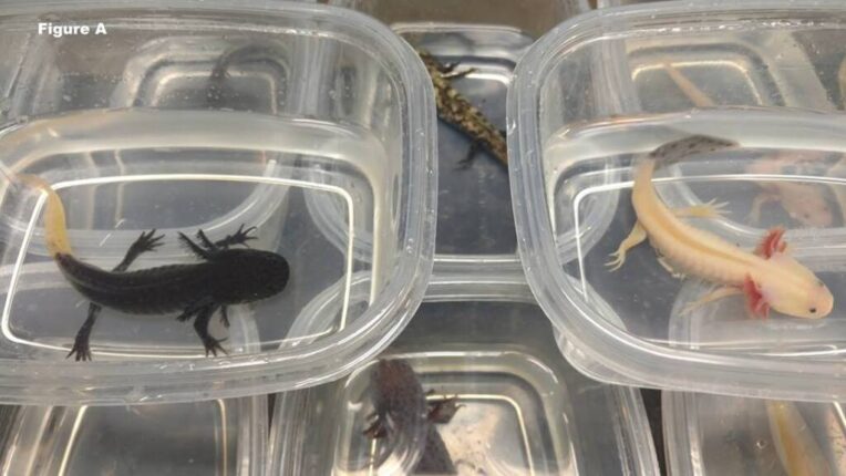 Axolotl Colors: Common & Rare Types of Axolotl Morphs