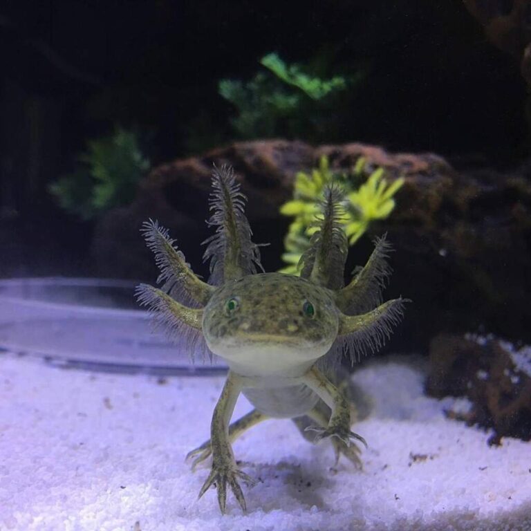 Axolotl Colors: Common & Rare Types of Axolotl Morphs