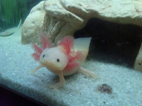 Axolotl Colors: Common & Rare Types of Axolotl Morphs