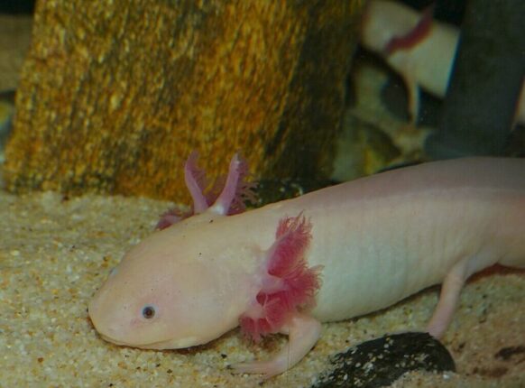 Axolotl Colors: Common & Rare Types of Axolotl Morphs