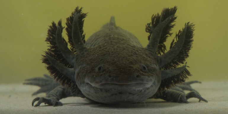 Axolotl Colors: Common & Rare Types of Axolotl Morphs
