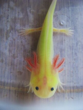 Axolotl Colors: Common & Rare Types of Axolotl Morphs