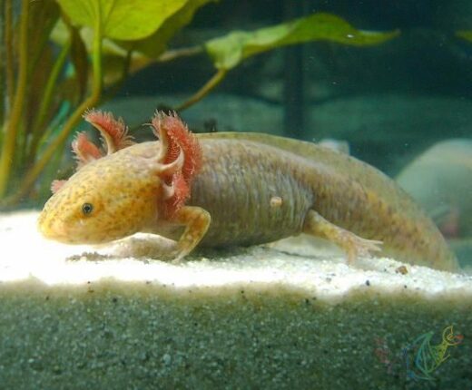 Axolotl Colors: Common & Rare Types of Axolotl Morphs