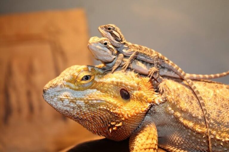 Full Grown Bearded Dragon: Appearance, Size, Diet, & More