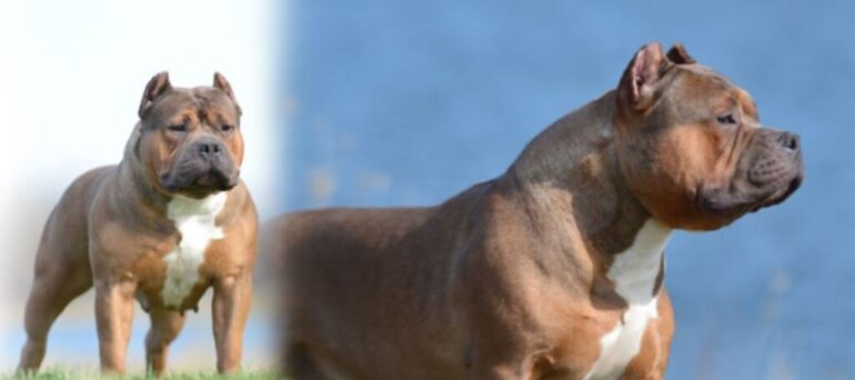 American XL Bully: Behavior, Grooming, Appearance & More