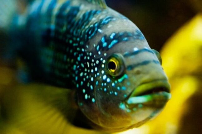 Jack Dempsey Fish Overview, Care, Appearance, Diet & More