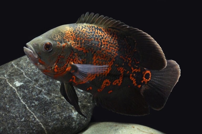 Oscar Fish Care Guide: Size, Tank Mates, Diet, and More