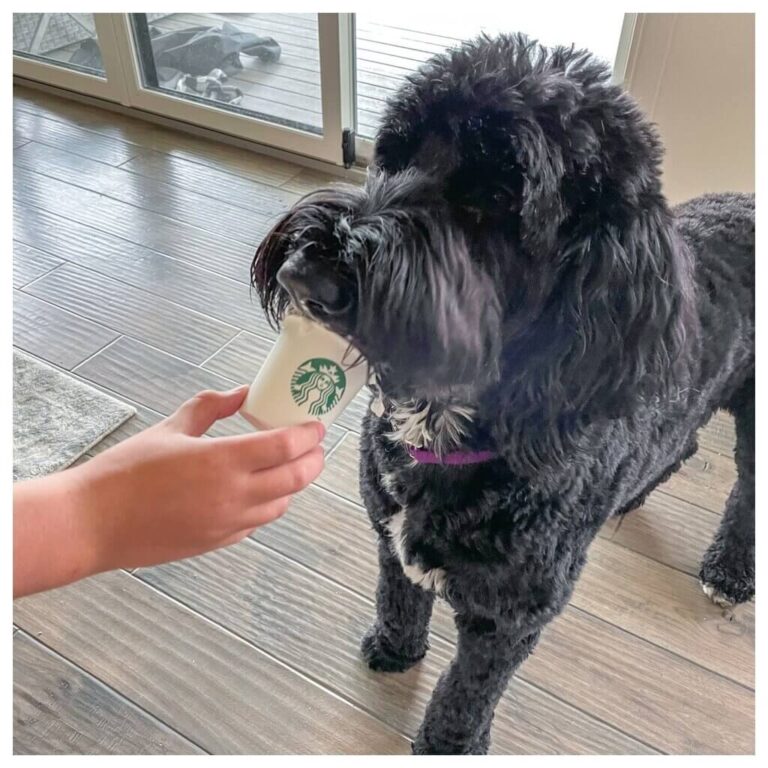 What Is A Starbucks Puppuccino? How Much It's Cost?