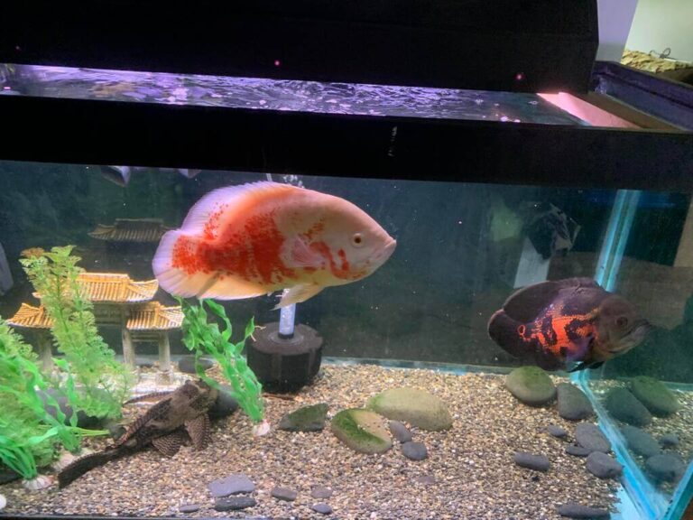 Oscar Fish Care Guide: Size, Tank Mates, Diet, and More