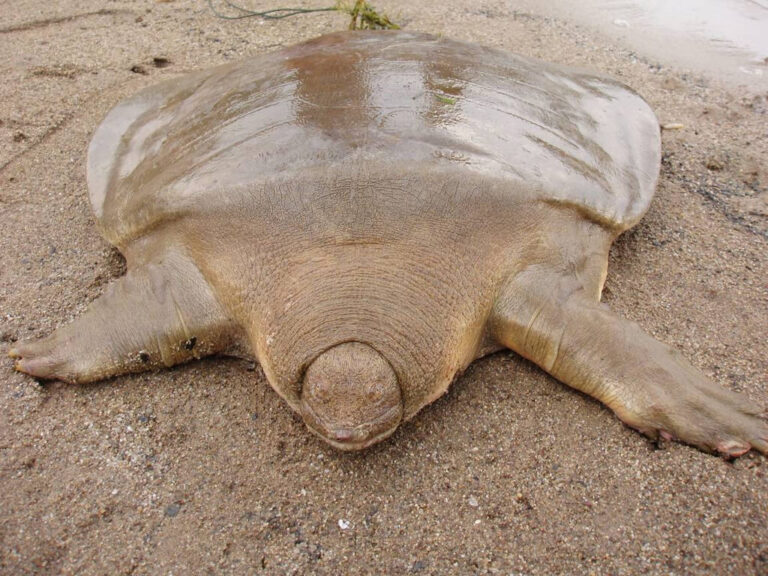 Can Turtle Survive Without Shell? All You Need to Know