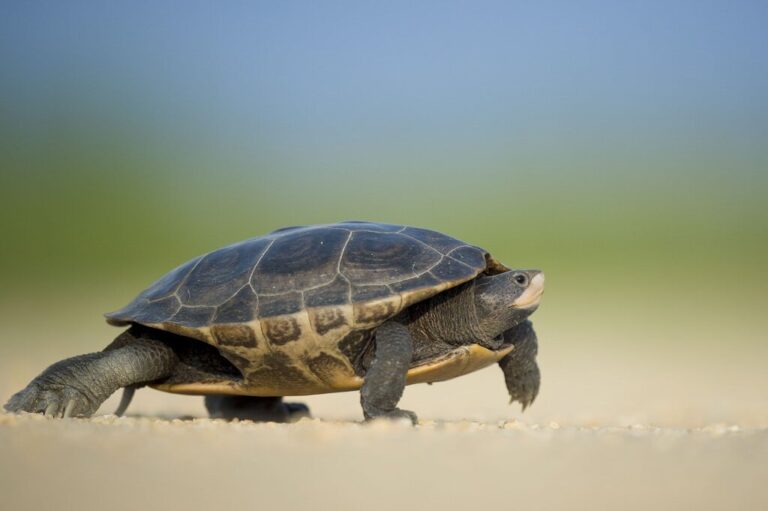 Can Turtle Survive Without Shell? All You Need to Know