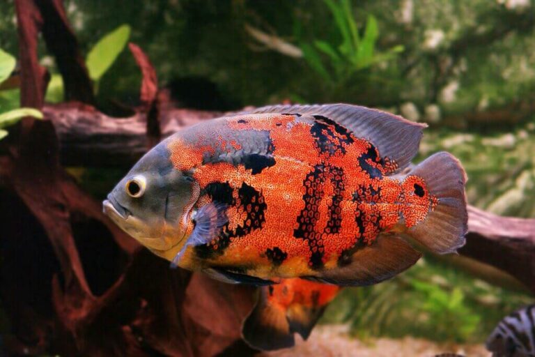 Oscar Fish Care Guide: Size, Tank Mates, Diet, and More