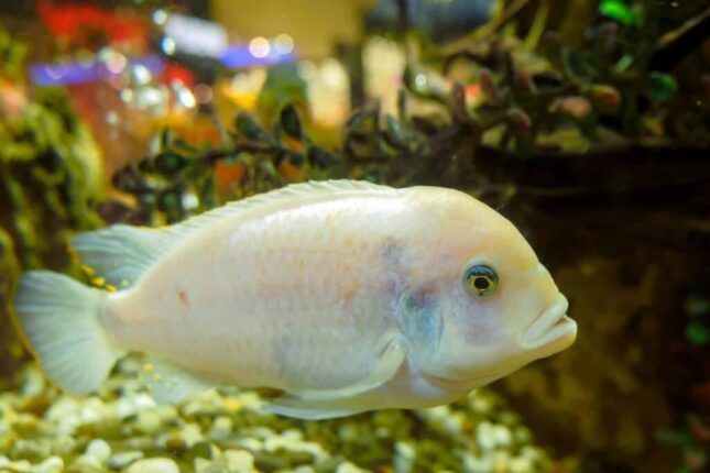 Oscar Fish Care Guide: Size, Tank Mates, Diet, and More