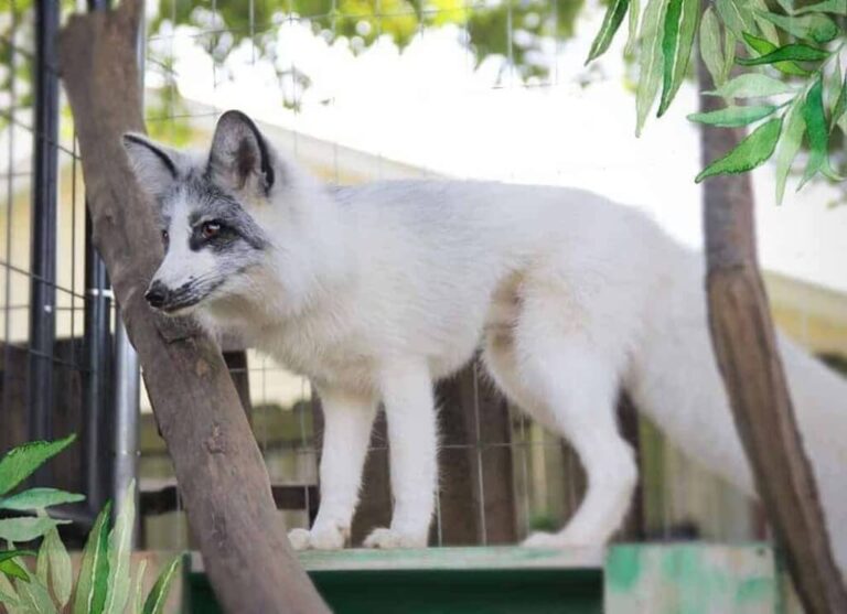 Canadian Marble Fox: Are They Considered Good Pets?