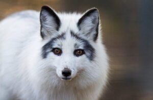 Canadian Marble Fox: Are They Considered Good Pets?