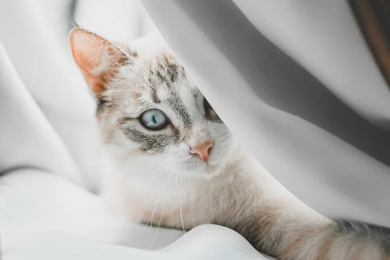 Lynx Point Siamese Cats: Info, Pictures, Facts and More