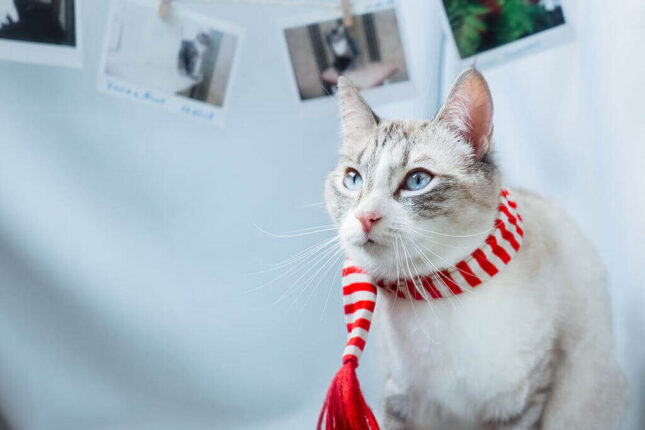 Lynx Point Siamese Cats: Info, Pictures, Facts and More