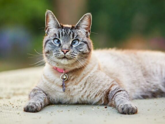 Lynx Point Siamese: Why Everybody Wants to Adopt