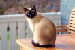 Lynx Point Siamese Cats: Info, Pictures, Facts and More