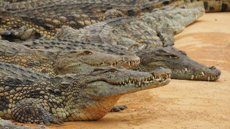 Alligator Vs Crocodile: Key Differences & Who Wins in a Fight