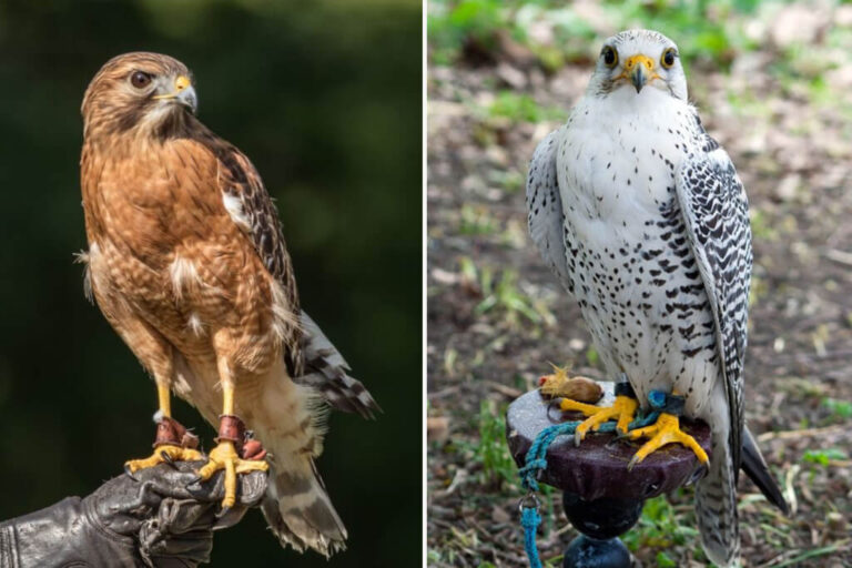 Falcon Vs Hawk: What’s the Difference Between These Birds? | Pets Nurturing