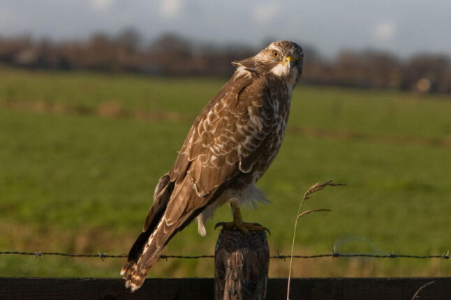 Falcon Vs Hawk: What’s the Difference Between These Birds? – Pets Nurturing