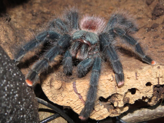 Pink Toe Tarantula: Care, Habitat, Diet, Housing & More!