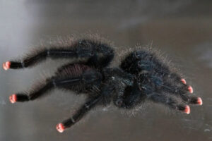 Pink Toe Tarantula: Care, Habitat, Diet, Housing & More!