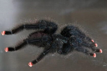 Pink Toe Tarantula: Care, Habitat, Diet, Housing & More!