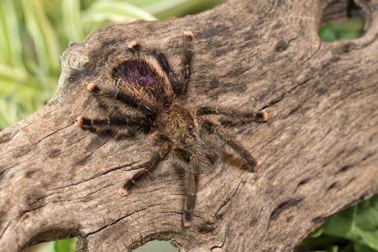 Pink Toe Tarantula: Care, Habitat, Diet, Housing & More!