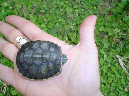 Yellow Belly Turtle 101: Habitat, Care, Diet, Size & More!