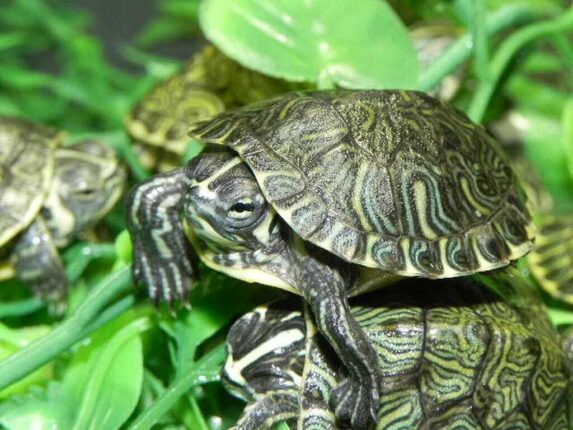 Yellow Belly Turtle 101: Habitat, Care, Diet, Size & More!