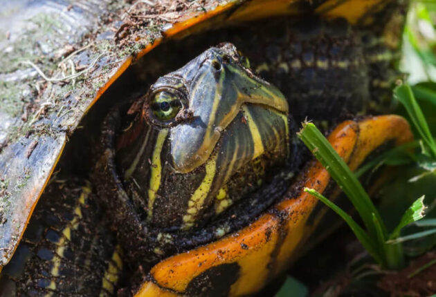 Yellow Belly Turtle 101: Habitat, Care, Diet, Size & More!