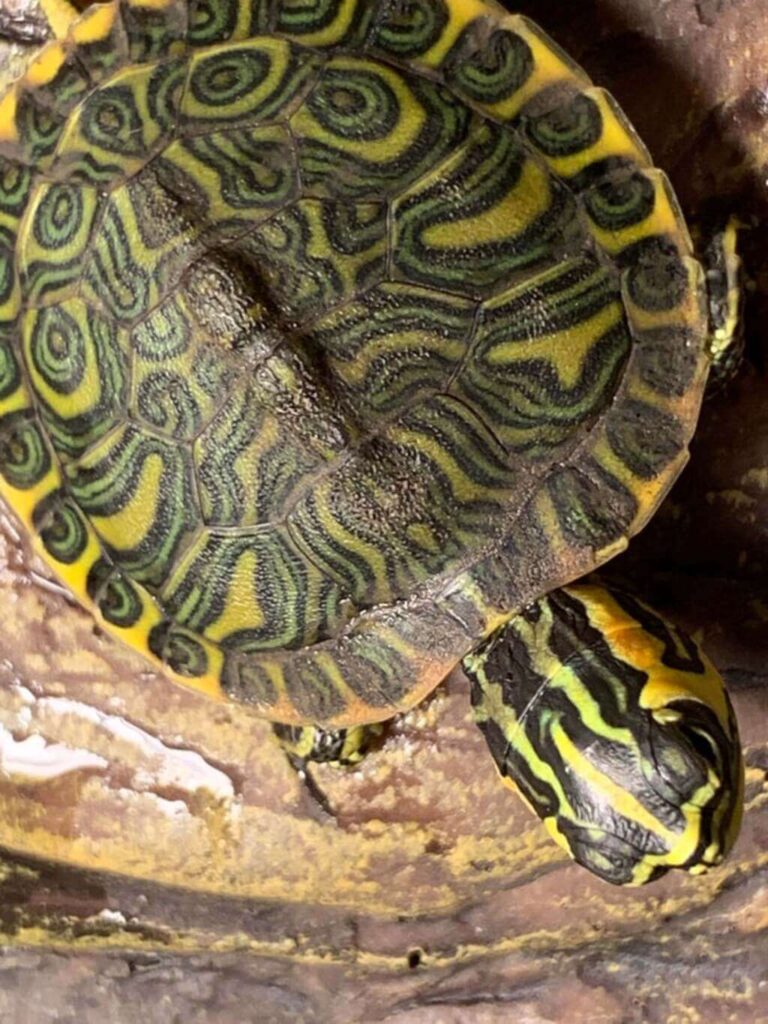 Yellow Belly Turtle 101: Habitat, Care, Diet, Size & More!