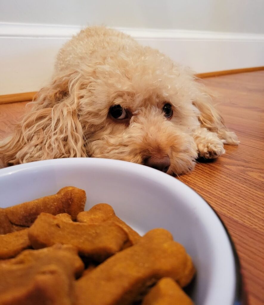 Can Dogs Eat Chicken Nuggets? Is It Safe for Dogs?