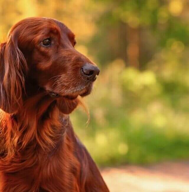 Cockapoo Puppies: A Compete Guide for Pet Owners