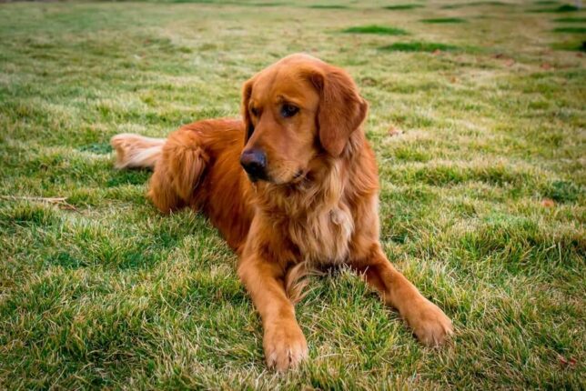 Red Golden Retriever Puppies: The Perfect House Pet!