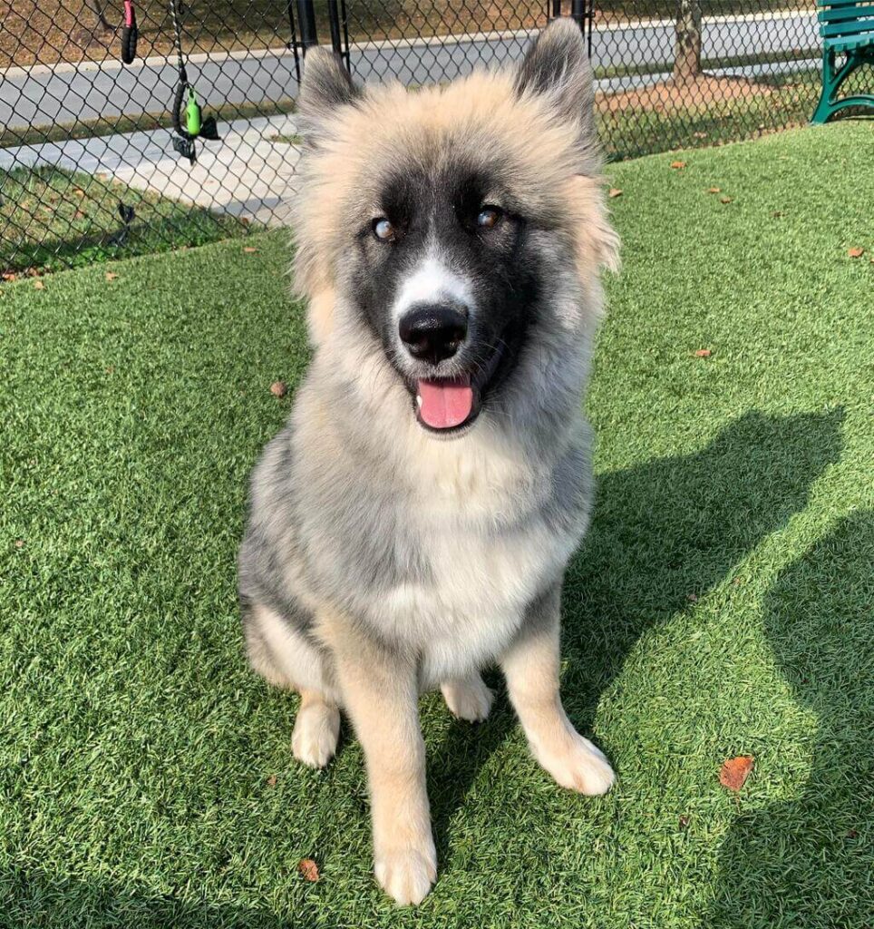 Agouti Husky Guide: History, Temperament, Grooming and More