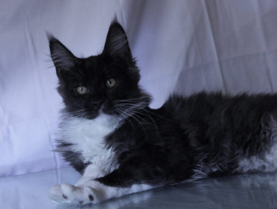 Black Maine Coon Cats: Personality, Features, and Cost!