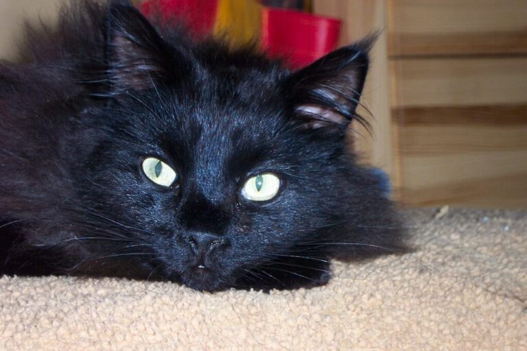 Black Maine Coon Cats: Personality, Features, and Cost!