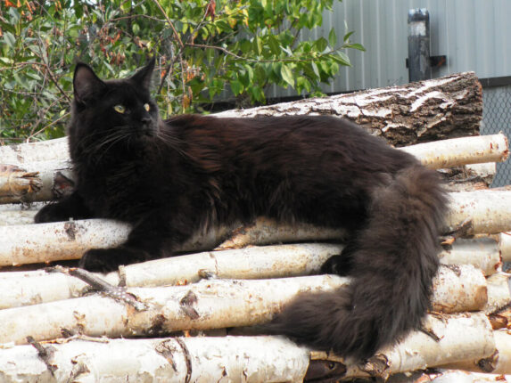 Black Maine Coon Cats: Personality, Features, and Cost!
