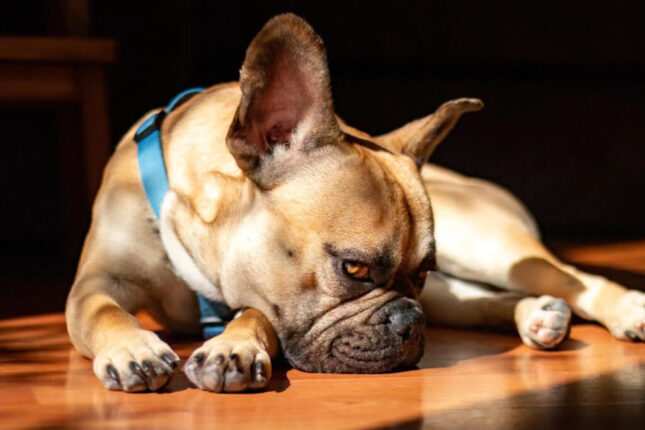 Common Pet Issues That Might Land You in the Vet