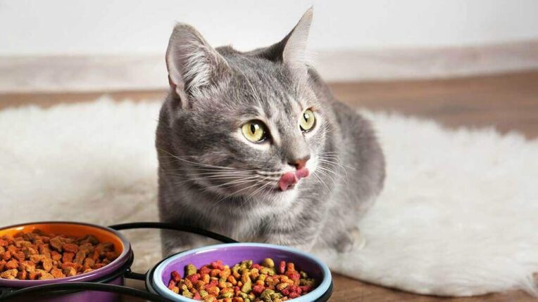 Happy, Healthy Kittens: A Guide to Feeding Your First Kittens