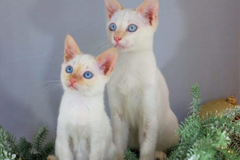 Flame Point Siamese: 9 Interesting Facts About This Fiery Cat
