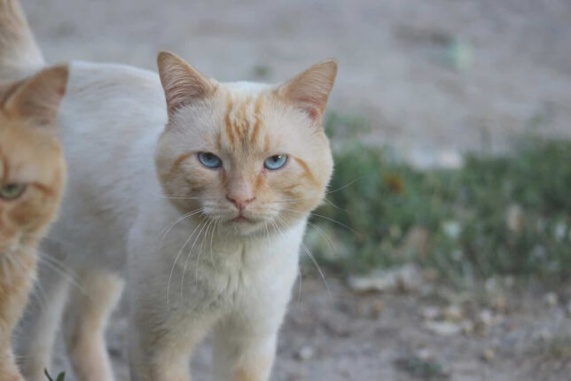 Flame Point Siamese: 9 Interesting Facts About This Fiery Cat