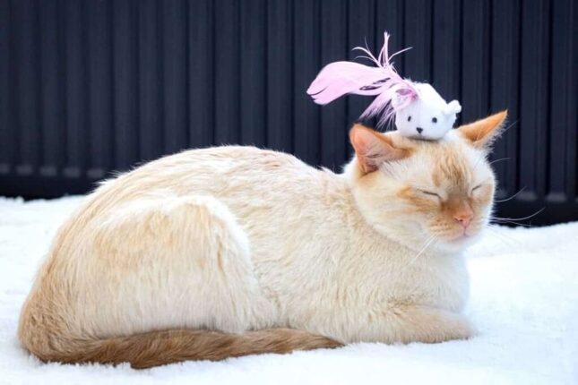 Flame Point Siamese: 9 Interesting Facts About This Fiery Cat