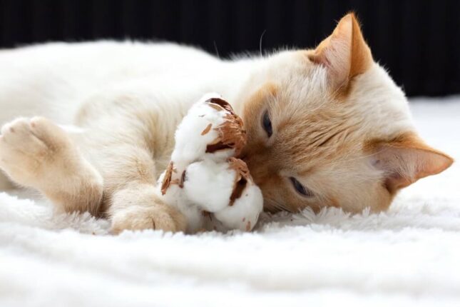 Flame Point Siamese: 9 Interesting Facts About This Fiery Cat