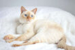 Flame Point Siamese: 9 Interesting Facts About This Fiery Cat